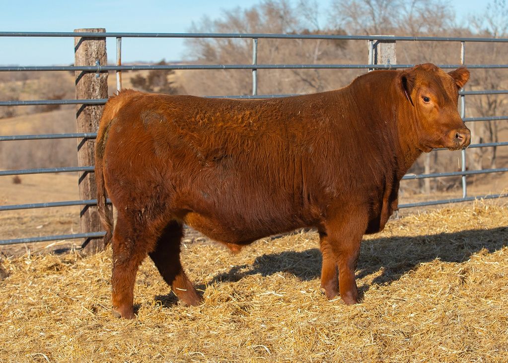 Red Angus